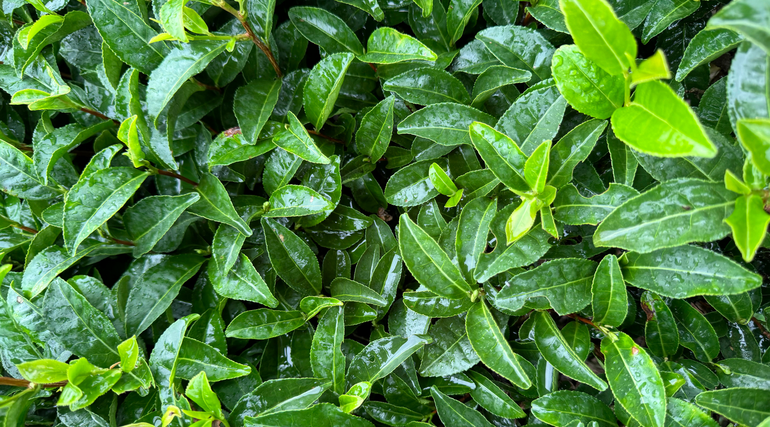 Why Does Your Matcha Taste Like Grass? – Maison Koko